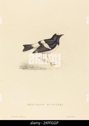 Enicurus Scouleri, Little Forktail. Birds from the Himalaya Mountains ...