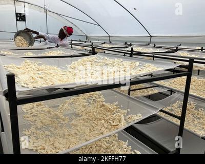 Busia, Kenya. 11th Nov, 2022. Women farmers wash and peel the manioc ...