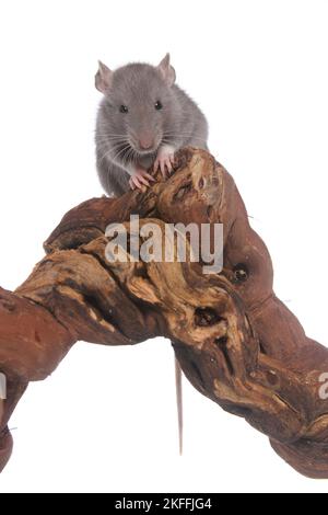rat on root Stock Photo - Alamy