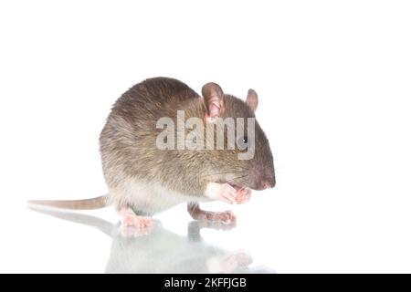 fancy rat on white background Stock Photo - Alamy