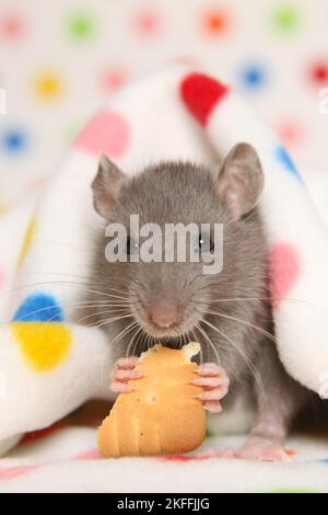fancy rat with biscuit Stock Photo - Alamy