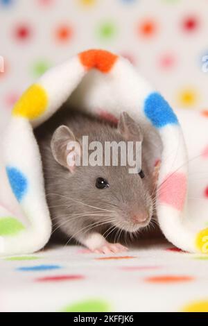 Spotted Fancy Rat Stock Photo - Alamy