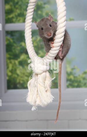 fancy rat on rope Stock Photo - Alamy