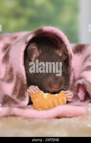 fancy rat with biscuit Stock Photo - Alamy