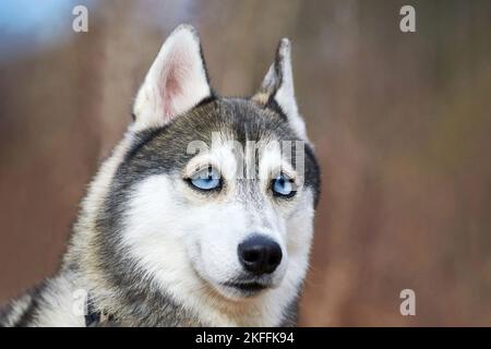 Siberian Husky dog with huge eyes, funny surprised Husky dog with ...