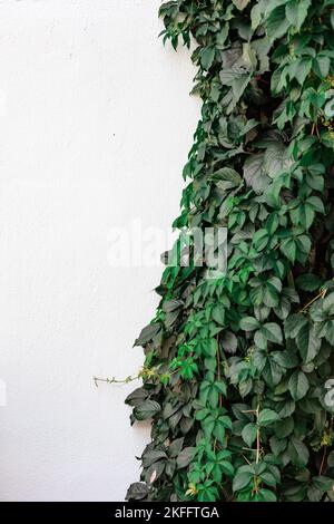 A white concrete wall overgrown with leaves and flowers Stock Photo - Alamy