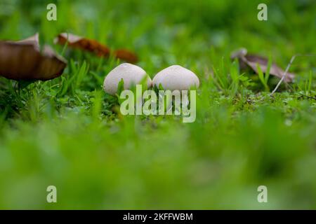 Two mushrooms standing alone in the deep grass view from below Stock ...
