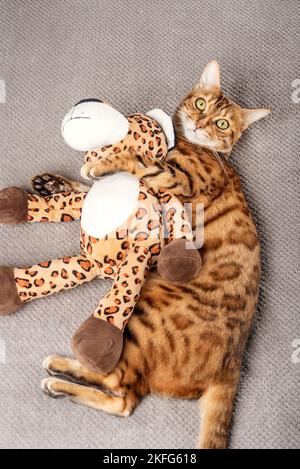 A vertical shot of an adorable fluffy toy poodle with a blue sweater on ...