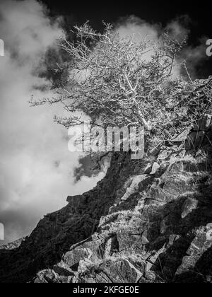 Common Hawthorn (Crataegus monogyna) wind-pruned habit, growing at ...