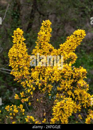 Gorse, furze or whin plant with bright yellow flowers. Ulex europaeus ...