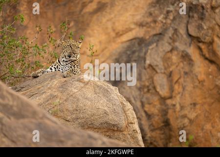 Leopard lies on rock near leafy bush Stock Photo - Alamy