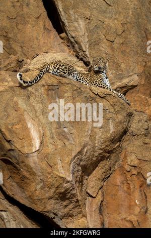 Leopard lies on rocky ledge licking leg Stock Photo - Alamy