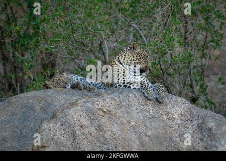 Leopard lies sleeping on boulder with cub Stock Photo - Alamy