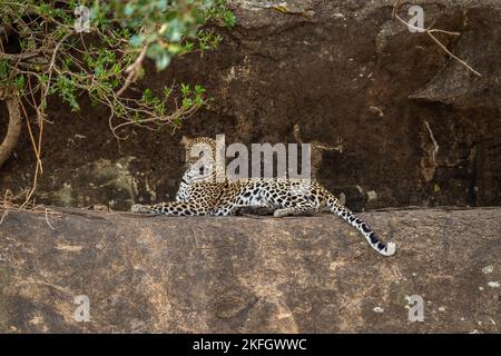 Leopard lying on ledge by tangled bush Stock Photo - Alamy