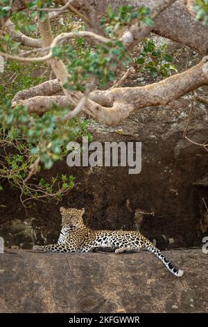 Leopard lying on ledge by tangled bush Stock Photo - Alamy