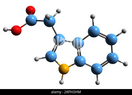 Indoleacetic acid is an auxin, a growth hormone that promotes ...