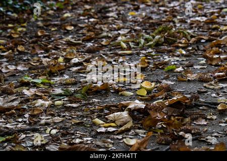 Chestnut shell , Castanea Stock Photo - Alamy