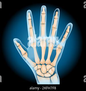 Carpal bones. Human hand anatomy. small bones of the wrist: Scaphoid ...