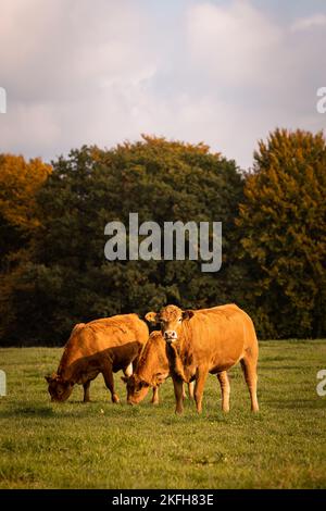 light brown cows graze in huge grass meadows surrounded by massive ...