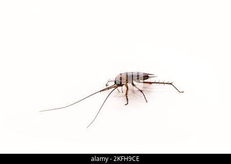 The close up photo of cockroach head isolated on white background Stock ...