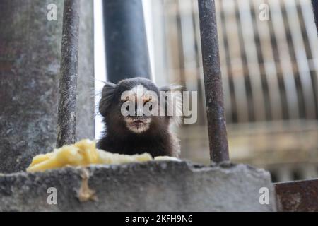 A closeup shot of a curious marmoset monkey near metal poles on a stone ...