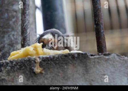 A closeup shot of a curious marmoset monkey near metal poles on a stone ...