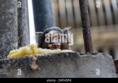 A closeup shot of a curious marmoset monkey near metal poles on a stone ...