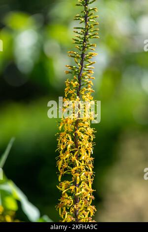 Close up of ligularia przewalskii flowers in bloom Stock Photo - Alamy