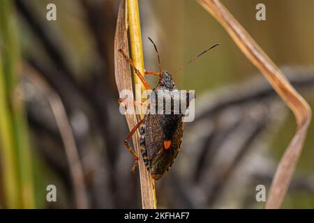 cherry stink bug Stock Photo - Alamy