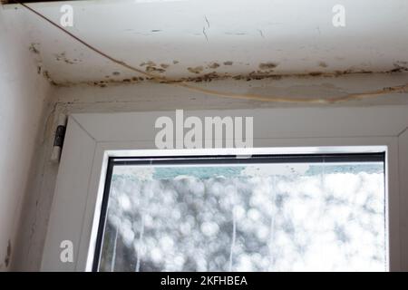 Fungal mold in the corner of the window. Repair related problems ...