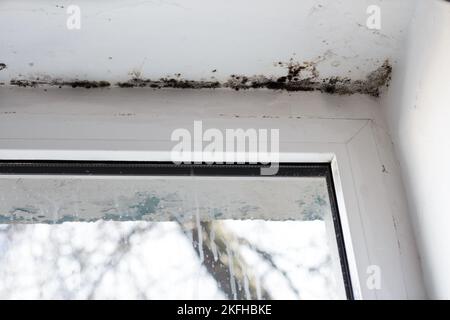 Fungal mold in the corner of the window. Repair related problems ...