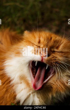 ginger cat yawn and angry Stock Photo - Alamy