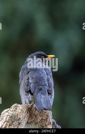 Back View of a Male Blackbird (Turdus merula) Right of Image, with Head ...