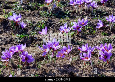 Beautiful fields of violet saffron flowers. Crocus sativus blossoming ...