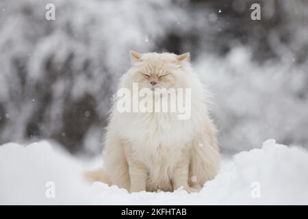 Ragdoll cat sitting in the snow Stock Photo - Alamy