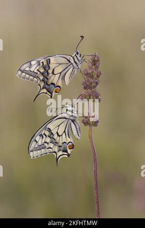 Two Pale Swallowtail butterflies (Papilio eurymedon) puddling in the ...