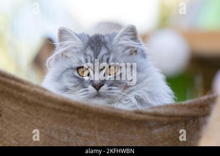 5 months old German Longhair cat Stock Photo - Alamy