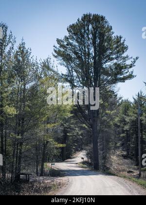 urban trees growing on asphalt, room for text Stock Photo - Alamy