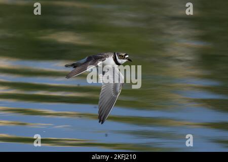 flying Little Ringed Plover Stock Photo - Alamy