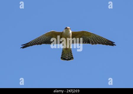 flying Red-footed Falcon Stock Photo - Alamy