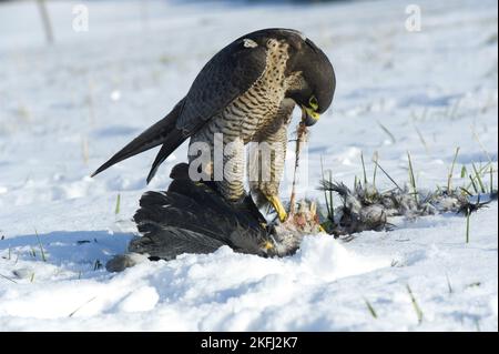 standing Peregrine Falcon Stock Photo - Alamy