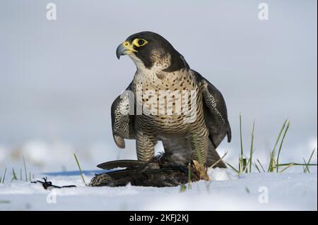 standing Peregrine Falcon Stock Photo - Alamy