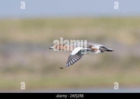 flying Eurasian Wigeon Stock Photo - Alamy
