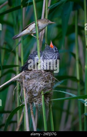 common cuckoo in nest of eurasian reed warbler Stock Photo - Alamy
