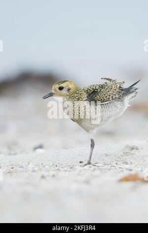 standing Golden Plover Stock Photo - Alamy