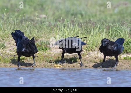 Northern Ravens at the water Stock Photo - Alamy