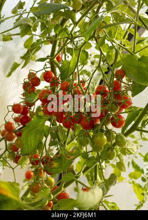 Beautiful red ripe cherry tomatoes grown in a greenhouse Stock Photo ...