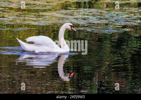 Mute Swan Backwell lake nature reserve Stock Photo - Alamy