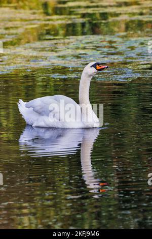 Backwell lake Nature Reserve Swan cleaning its feathers Stock Photo - Alamy
