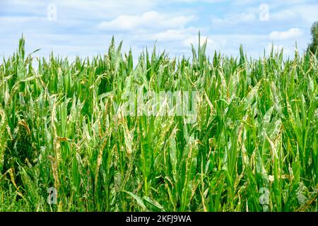 Corn field damaged by herbicide Stock Photo - Alamy